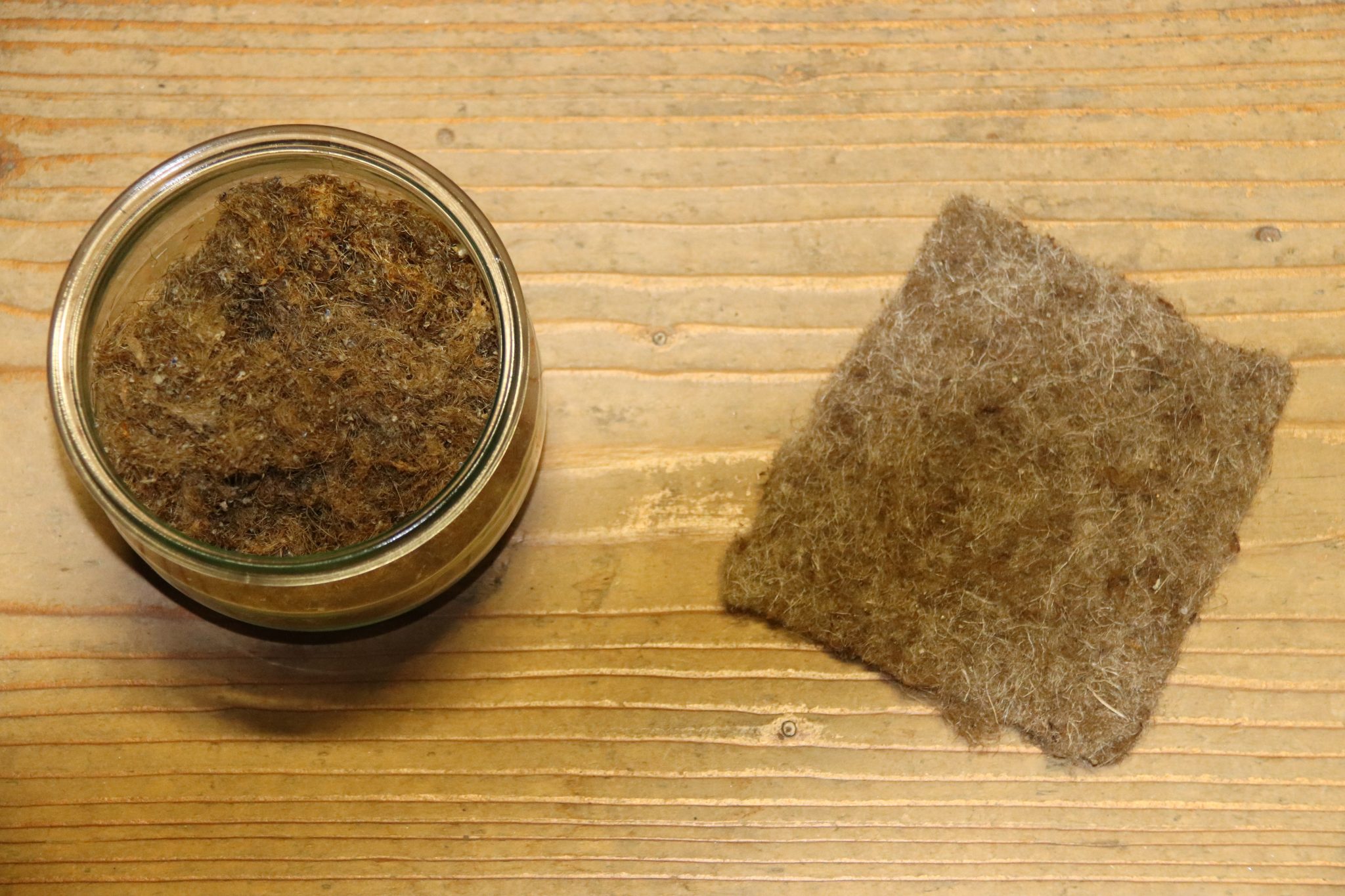 Bysco transforme le byssus en textile - Cultures Marines